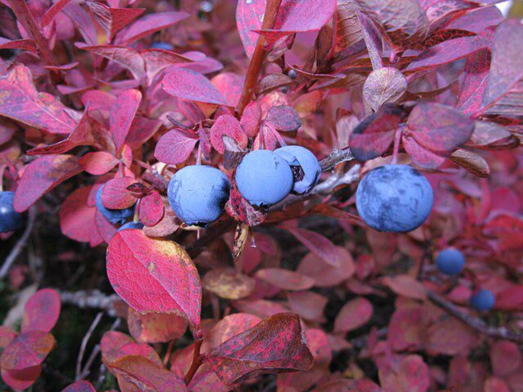 Vaccinium Uliginosum | Alpine Blueberry | 10 Seeds - Etsy