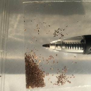 Artemisia Frigida | Fringed Sagewort | Pasture or Prairie Sage | 20 ...