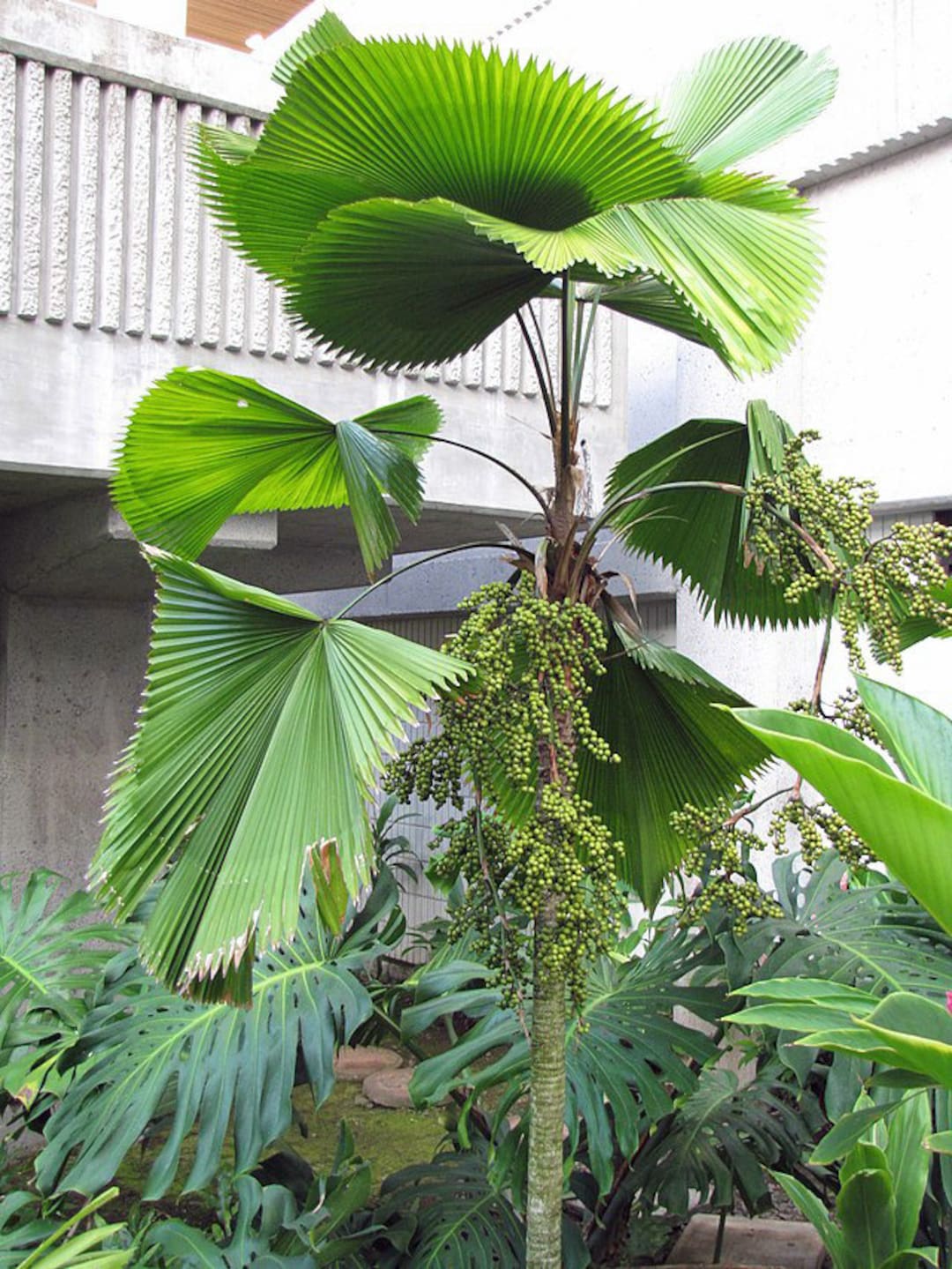 Licuala Grandis | Ruffled Fan Palm | 5 Seeds - Etsy