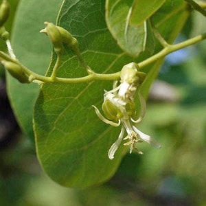 Bauhinia Racemosa | Bidi Leaf Tree | Sonpatta | 10 Seeds - Etsy