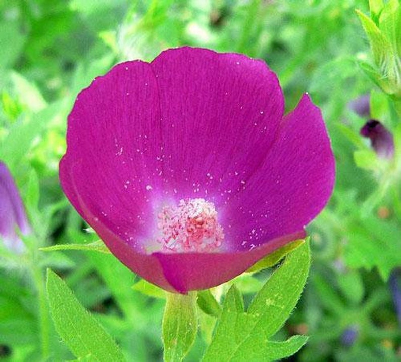 Callirhoe Bushii Bush's Poppy Mallow 10 Seeds | Etsy