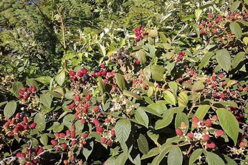 Rubus Glaucus | Andean Raspberry | Mora De Castilla | 50 Seeds - Etsy