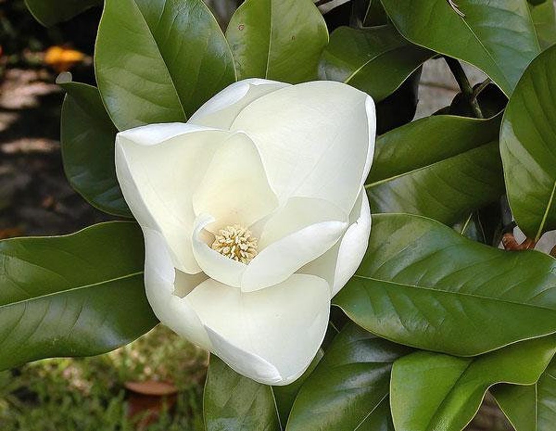 Magnolia Grandiflora Southern or Large-flowered Magnolia | Etsy