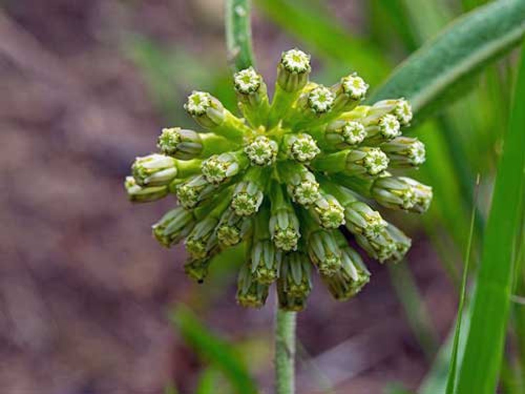 Asclepias Viridiflora | Short Green Milkweed | 10 Seeds - Etsy