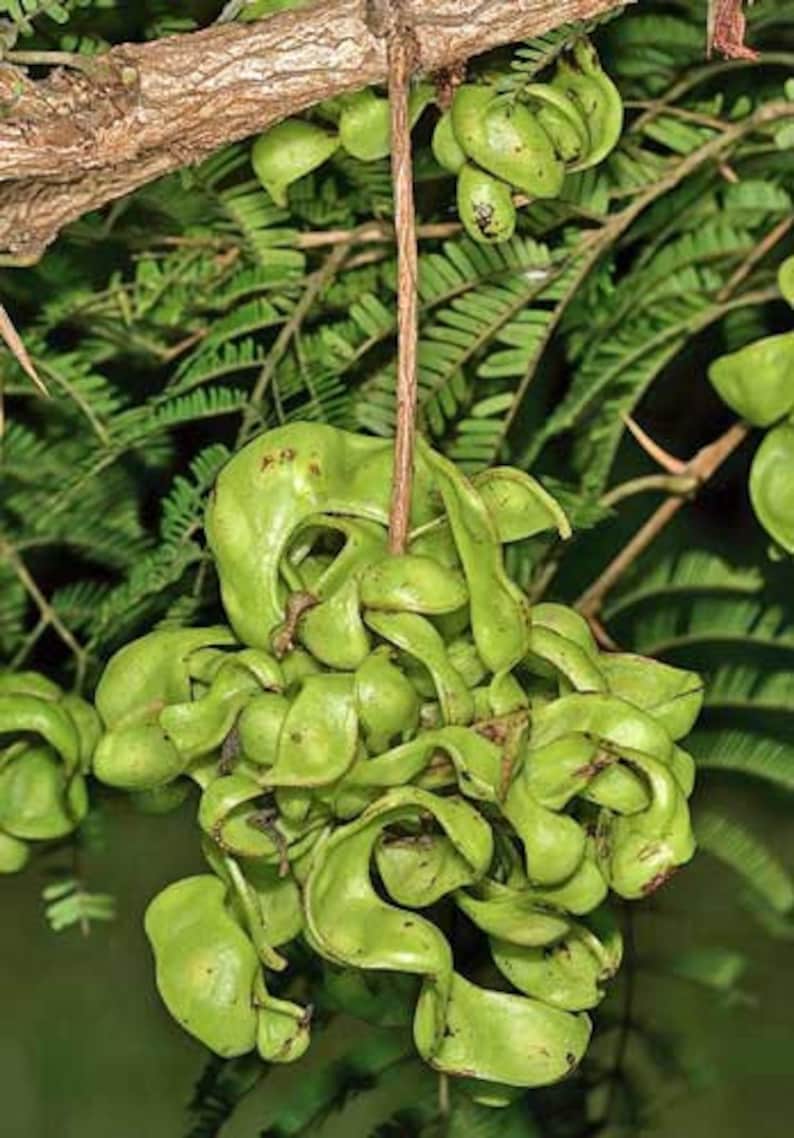 Dichrostachys Cinerea | Sicklebush | Chinese Lantern Tree | 20 Seeds - Etsy