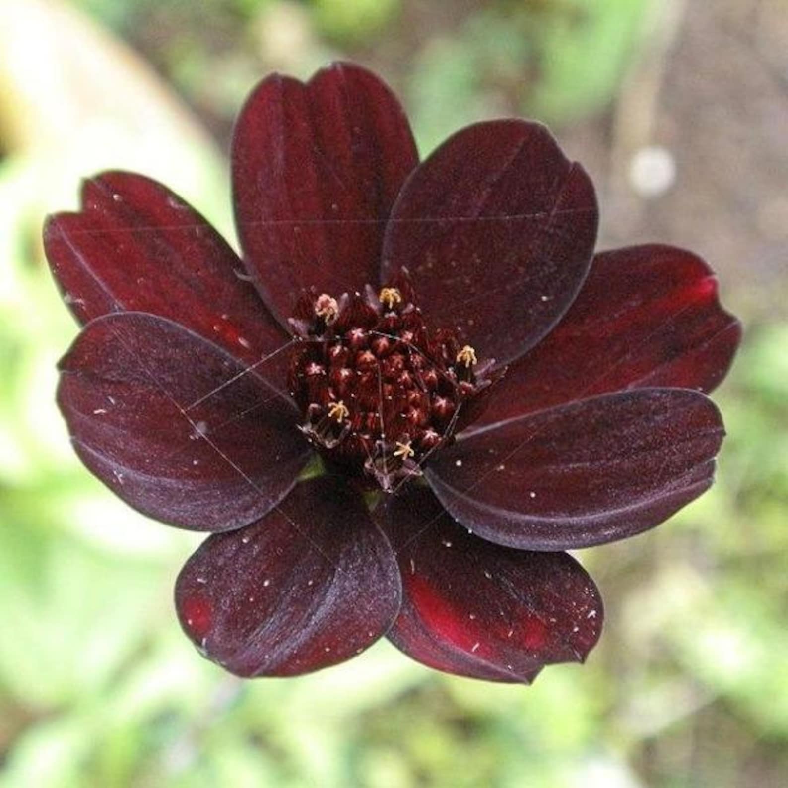 Cosmos Atrosanguineus Black Magic Chocolate Cosmos 5 Seeds - Etsy