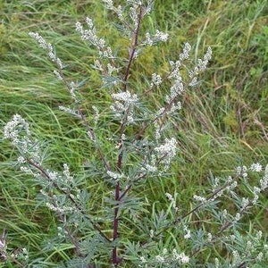 Artemisia Vulgaris | Common Mugwort | Sailors Tobacco | Felon Herb | 20 ...