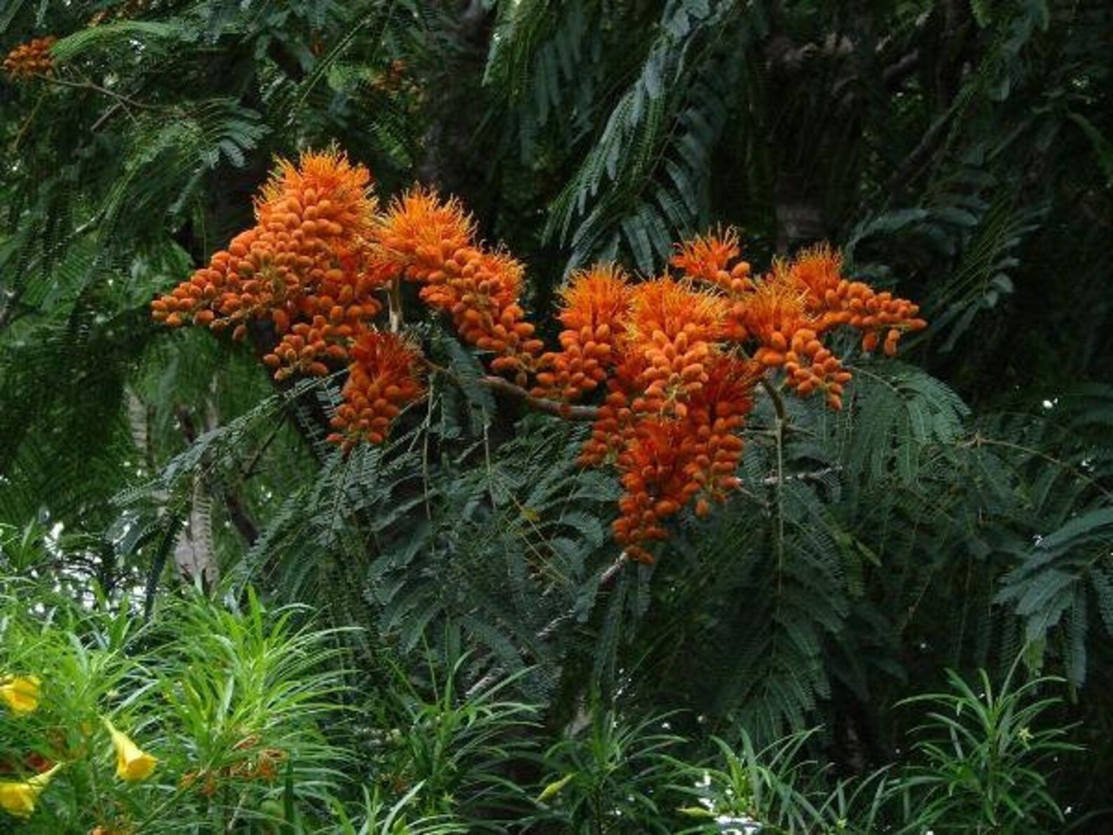 Colvillea Racemosa Colville's Glory Tree Whip Tree 5 | Etsy