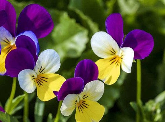 Viola Cornuta Johnny-jump-up Violet-yellow 100 Seeds | Etsy