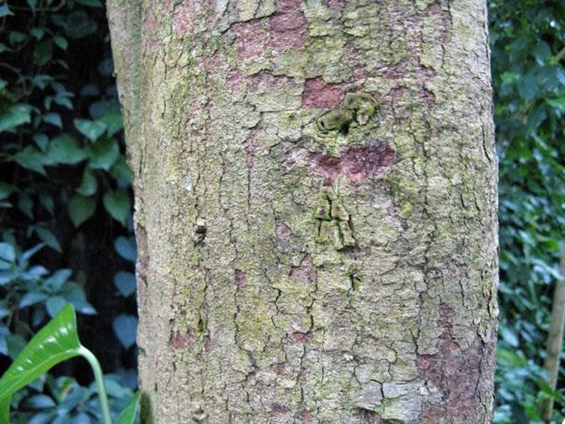 Ficus Religiosa | Sacred Fig | Ashwattha or Bodhi Tree | 100 Seeds - Etsy