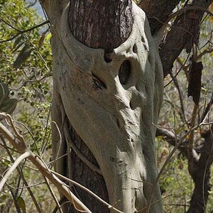 Ficus Amplissima | Indian Bat Tree | Pimpri | Pipri | Pipali | 100 ...