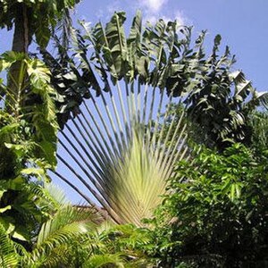 Ravenala Madagascariensis | Fan Plantain | Travellers Palm | 5 Seeds - Etsy