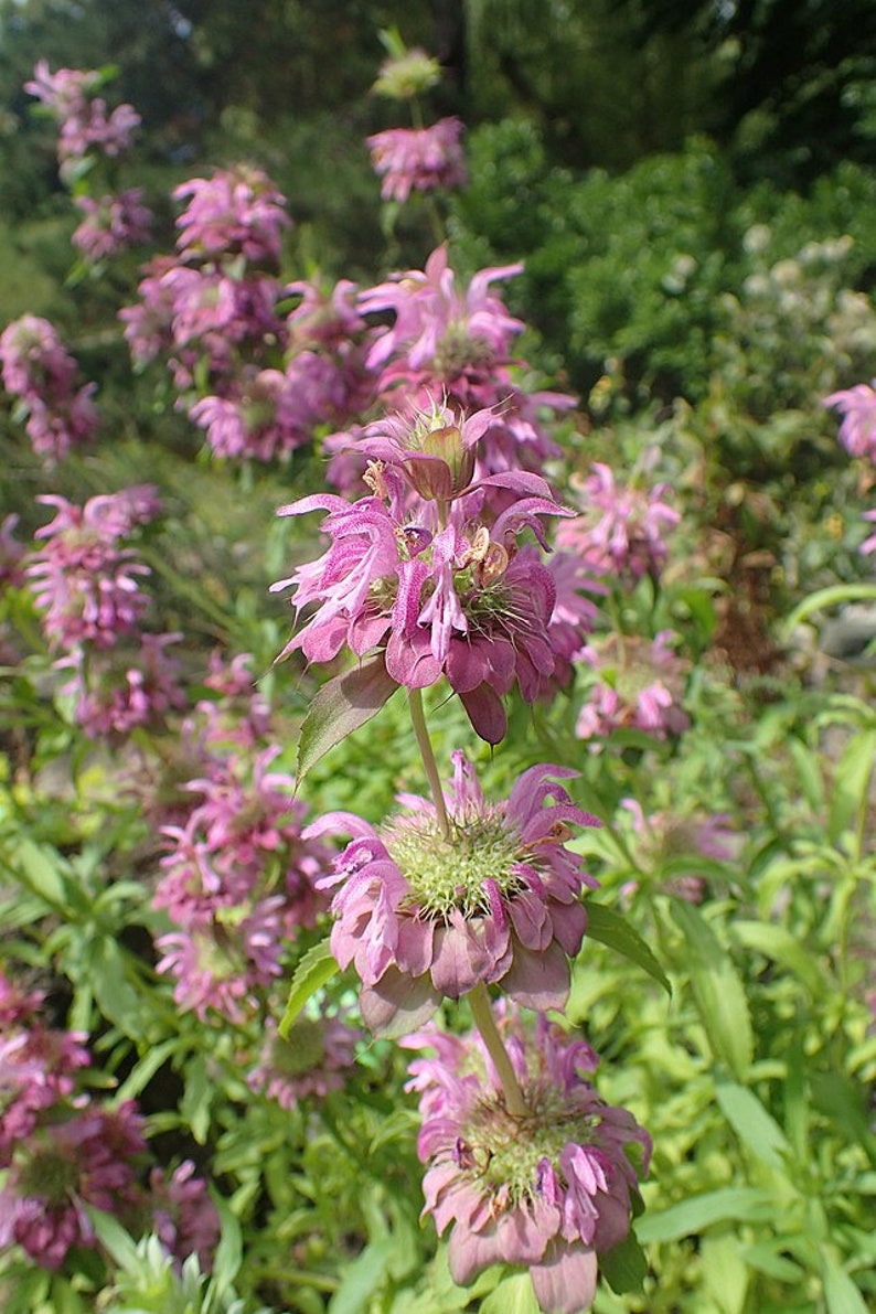 Monarda Citriodora | Lemon Mint | Lemon Bee Balm | 1000 Seeds - Etsy