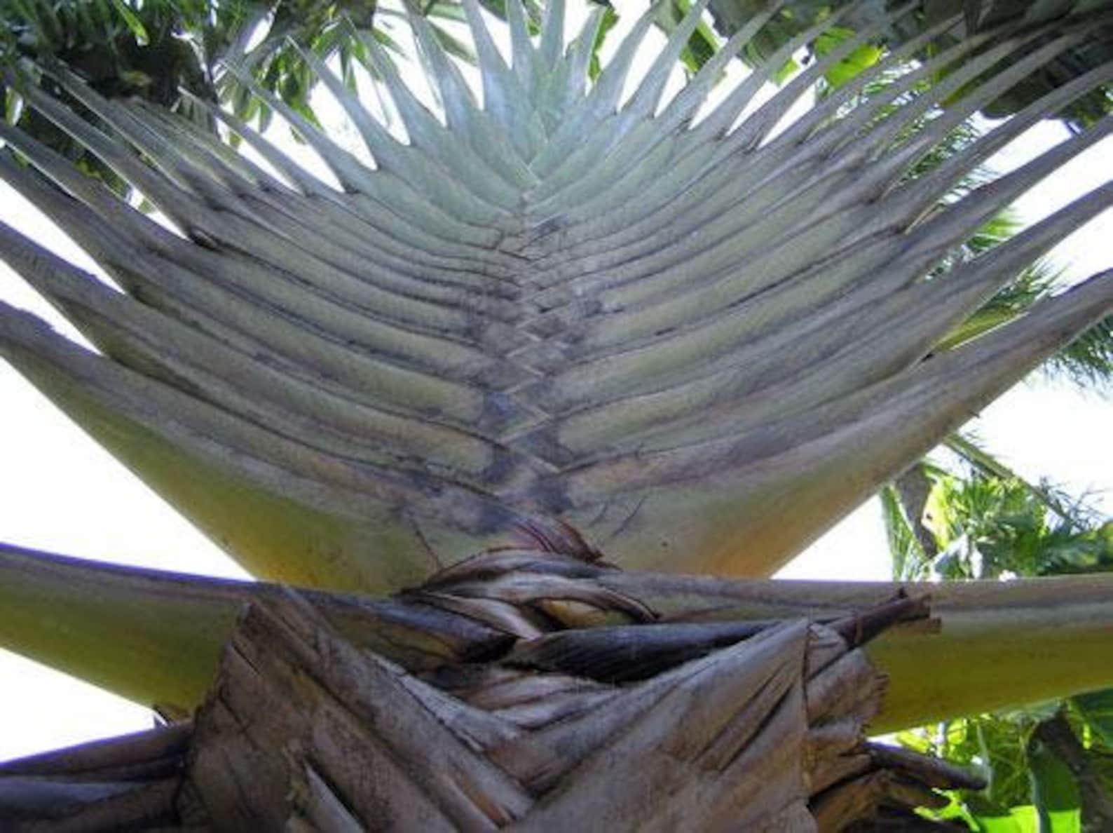 Ravenala Madagascariensis Fan Plantain Travellers Palm 10 Seeds - Etsy