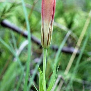 Lilium Philadelphicum | Philadelphia, Prairie or Wood Lily | 25 Seeds ...