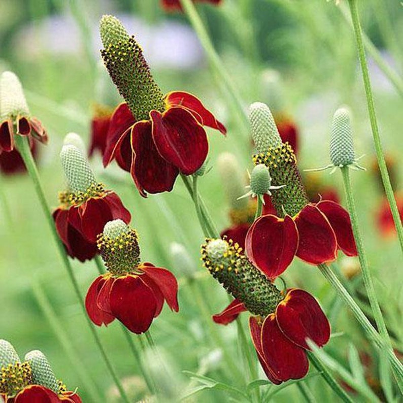 Ratibida Columnifera | Dwarf Red Coneflower | Red Midget | 1000 Seeds ...