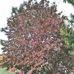 Elaeocarpus Angustifolius Blue Marble Tree 5 Seeds - Etsy