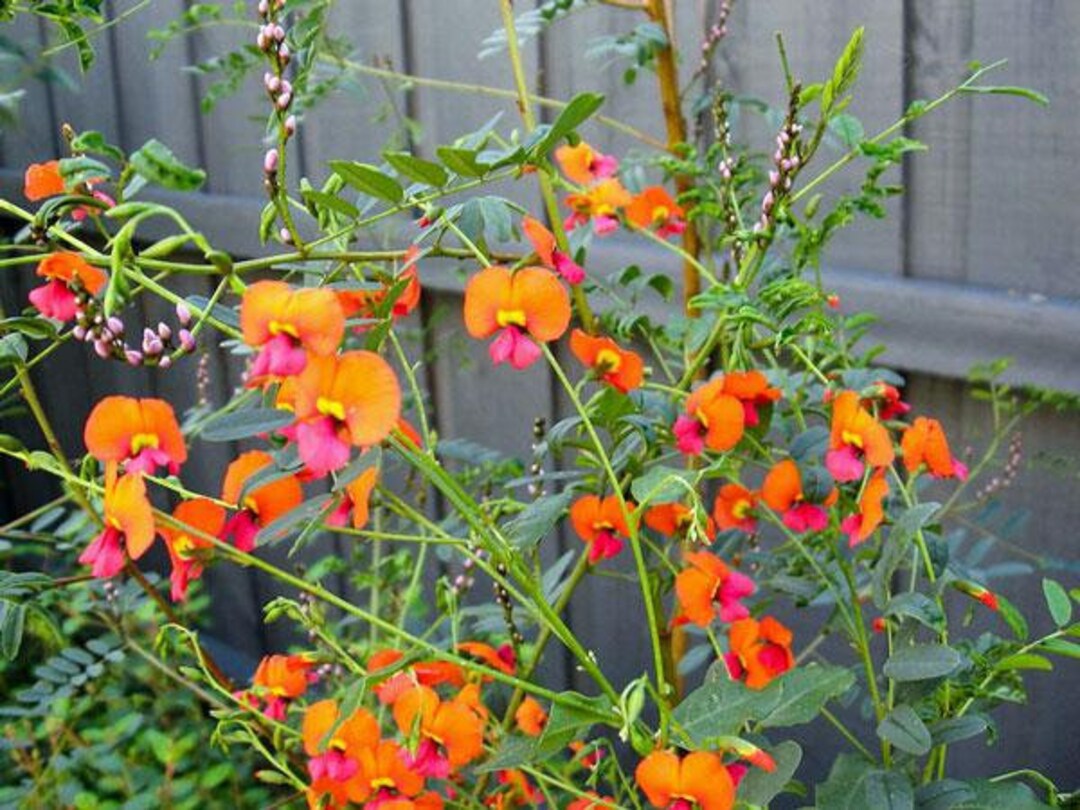 Chorizema Diversifolium | Climbing Flame Pea | 20 Seeds - Etsy