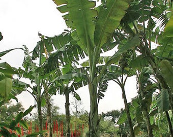 False Banana Plant - Etsy