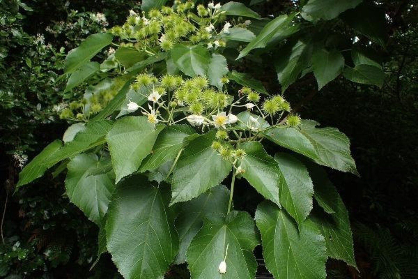 Entelea Arborescens Whau New Zealand Mulberry Corkwood - Etsy