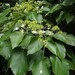 Entelea Arborescens Whau New Zealand Mulberry Corkwood 10 Seeds - Etsy