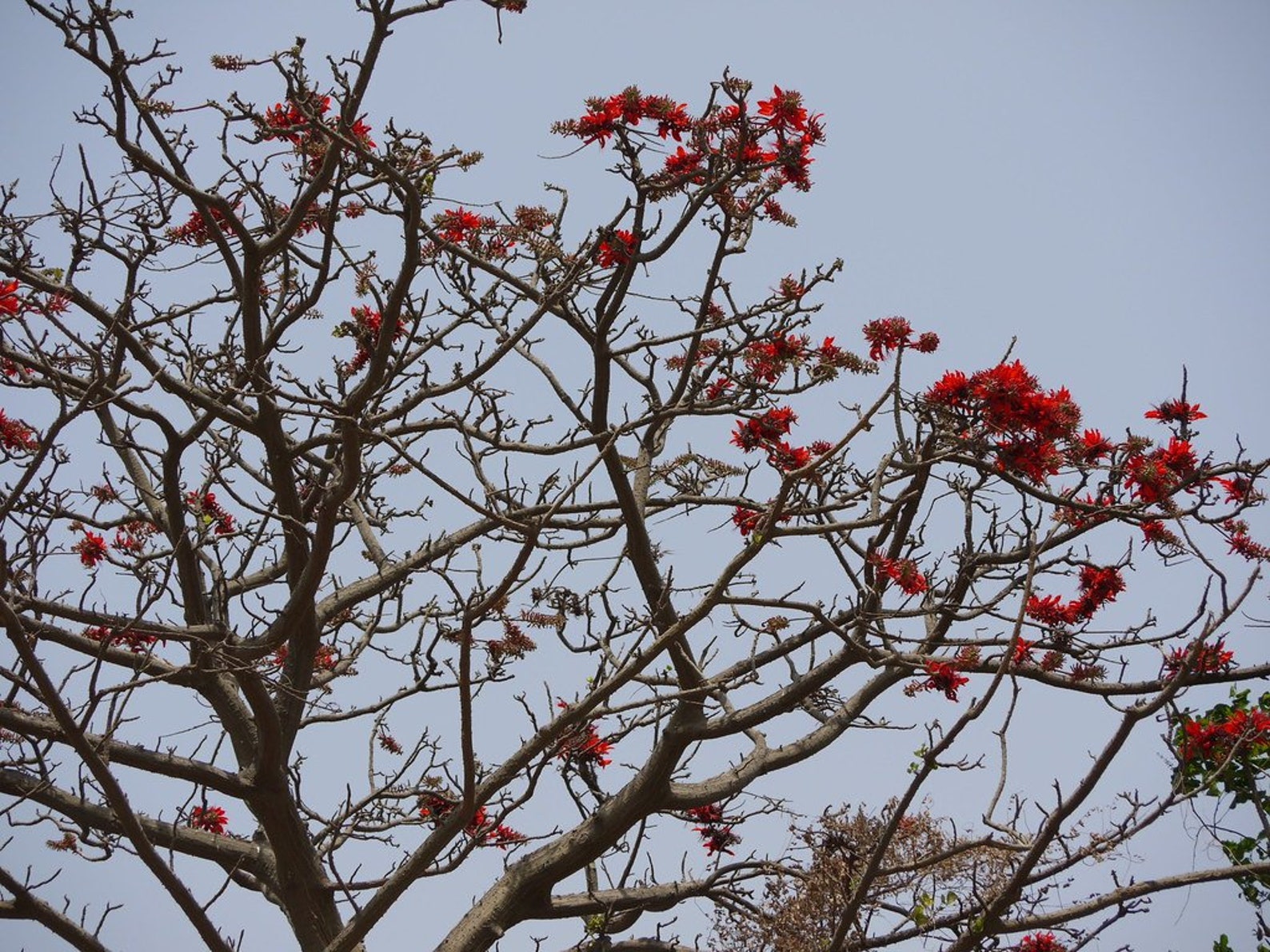 Erythrina Indica | Indian Coral Tree | 5 Seeds - Etsy