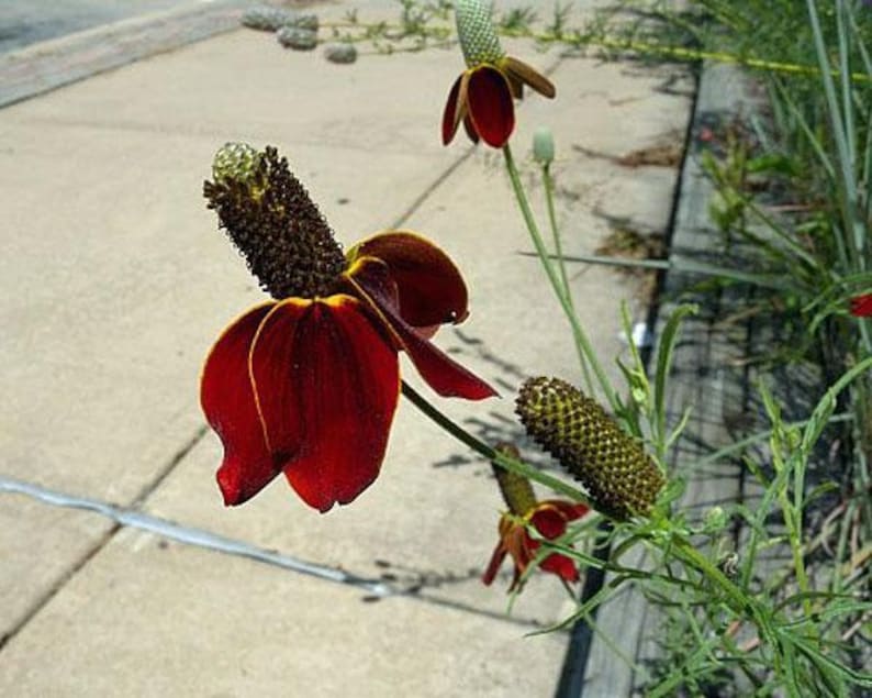 Ratibida Columnifera | Dwarf Red Coneflower | Red Midget | 1000 Seeds ...
