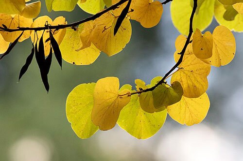 Cercis Siliquastrum Judas Tree Love Tree 5 Seeds | Etsy