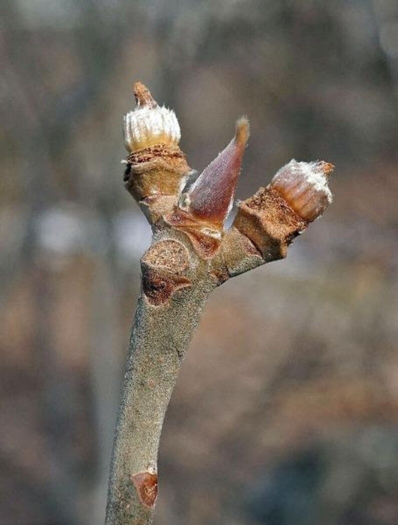 Frankilinia Altamaha Ben Franklin Tree Franklin Tree 5 - Etsy