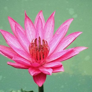 Nymphaea Rubra | Red Cup | Red Flare | 10 Seeds - Etsy