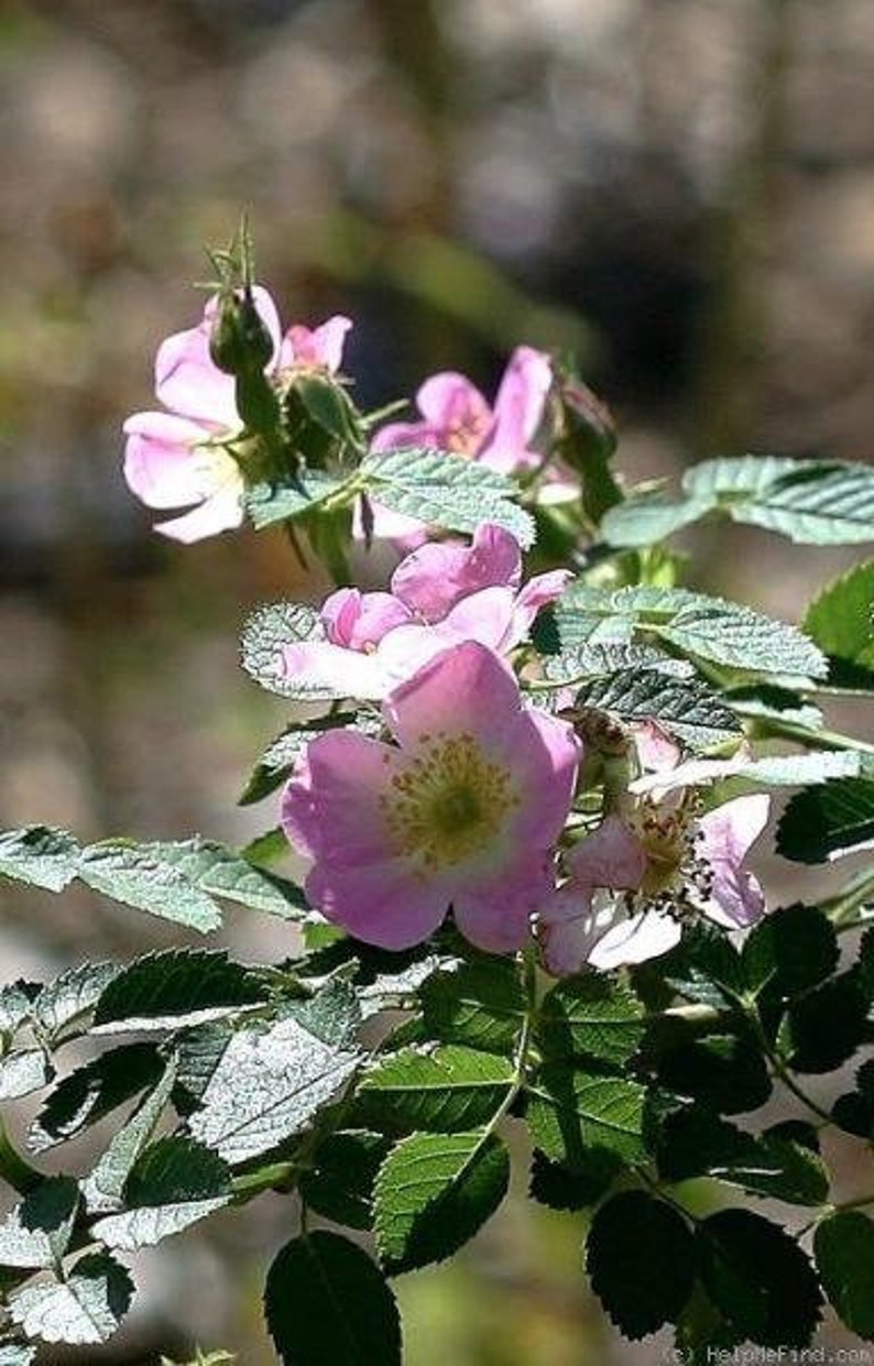 Rosa Eglantaria Sweetbriar Rose Eglantine Rose 20 Seeds | Etsy