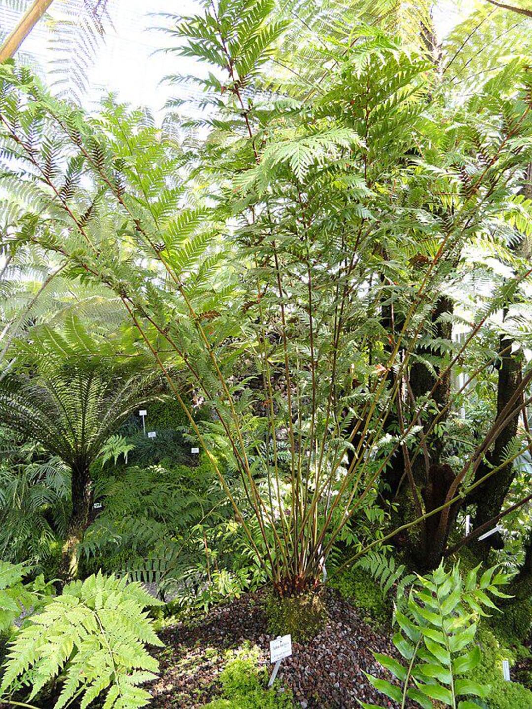 Todea Barbara | King Fern | 100 Spores - Etsy