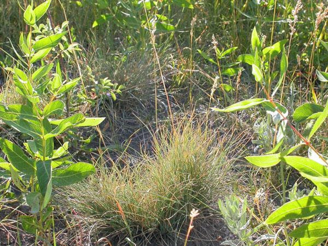 Festuca idahoensis Roemer's Fescue Blue Bunchgrass | Etsy