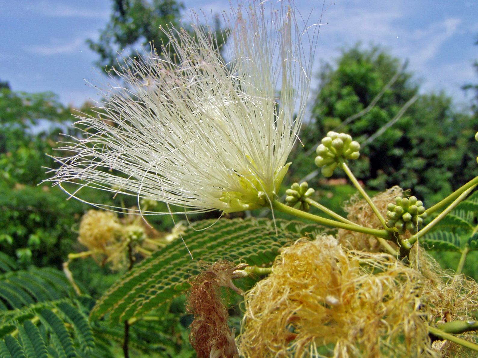 Albizia Julibrissin | Alba | White Silk Tree | 10 Seeds - Etsy