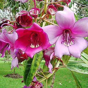 Meriania Nobilis | Amaraboyo | Motley Meriania | Amarrabollo | 10 Seeds ...