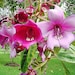 Meriania Nobilis | Amaraboyo | Motley Meriania | Amarrabollo | 10 Seeds ...