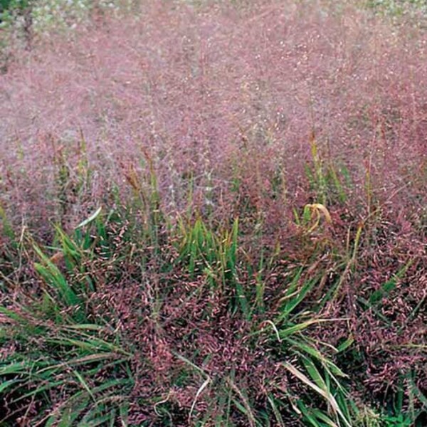 Purple Love Grass - Etsy