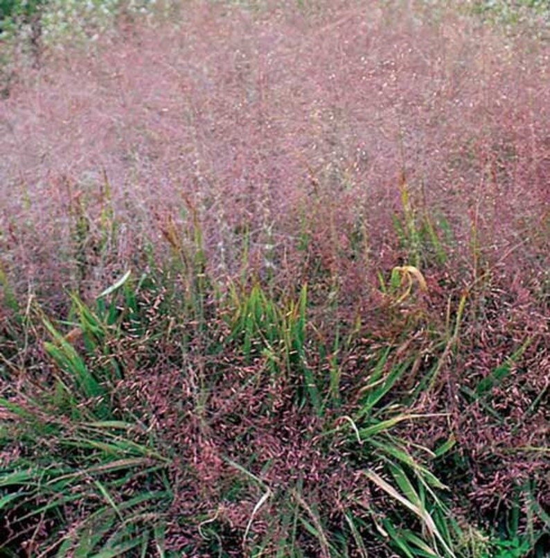 Eragrostis Spectabilis Purple Love Grass Tumblegrass 20 - Etsy