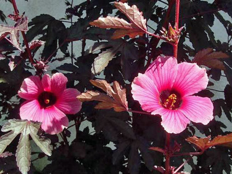 Hibiscus Mahogany Splendor | Red Leaf Hibiscus | 5 Seeds - Etsy