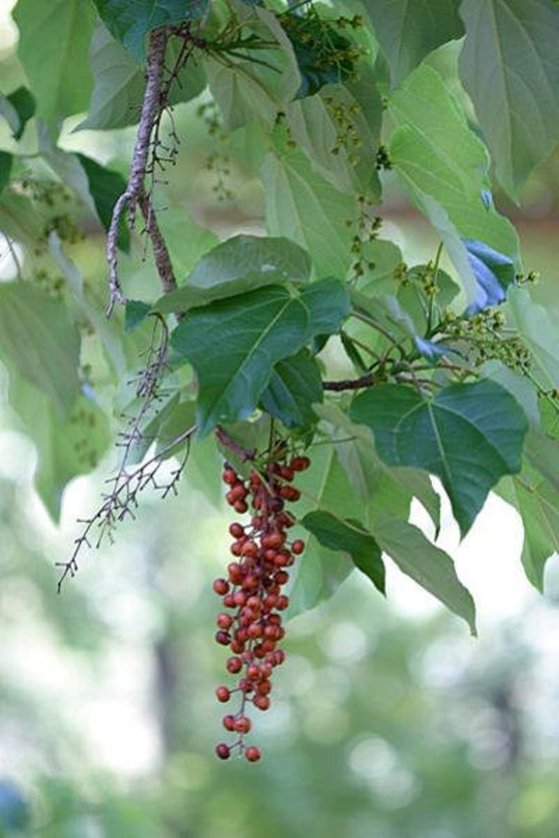 Idesia Polycarpa Igiri Tree Wonder Tree 20 Seeds | Etsy