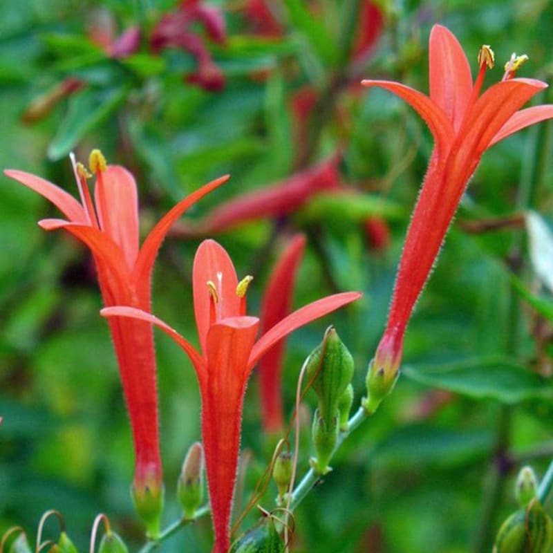 Hummingbird Bush - Etsy