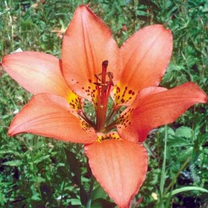 Lilium Philadelphicum | Philadelphia, Prairie or Wood Lily | 25 Seeds ...