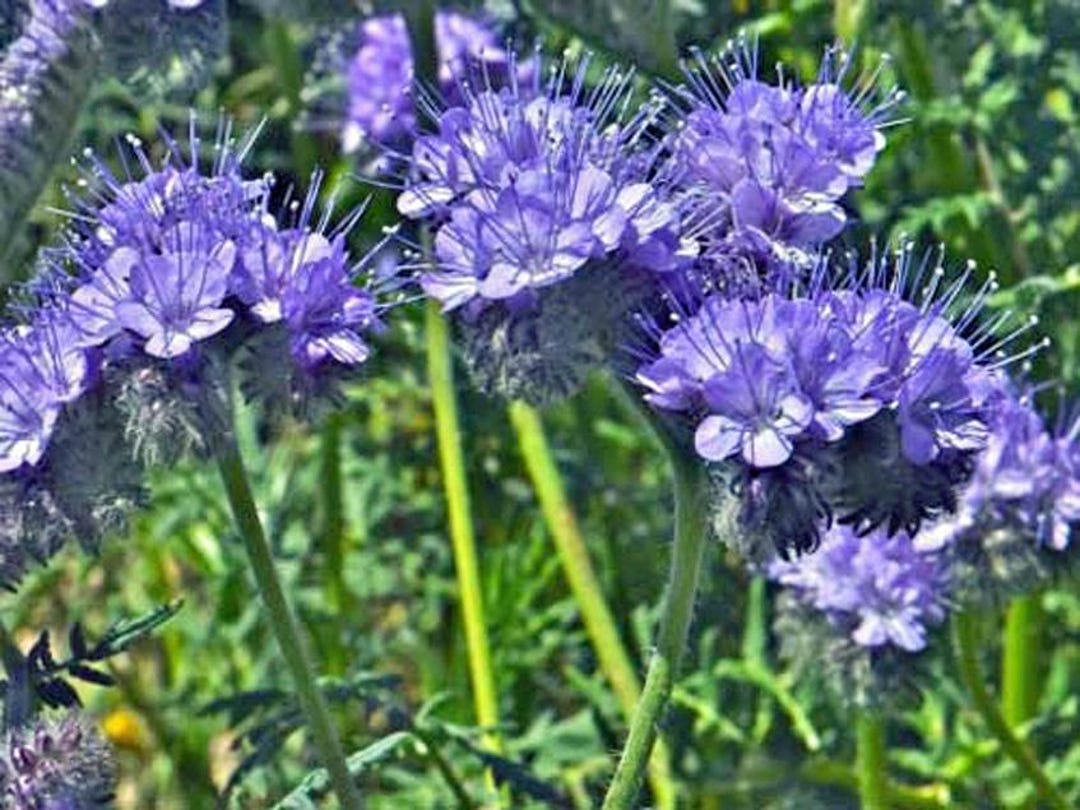 Phacelia Tenacetifolia | Lacy Phacelia | Fiddleneck | 300 Seeds - Etsy