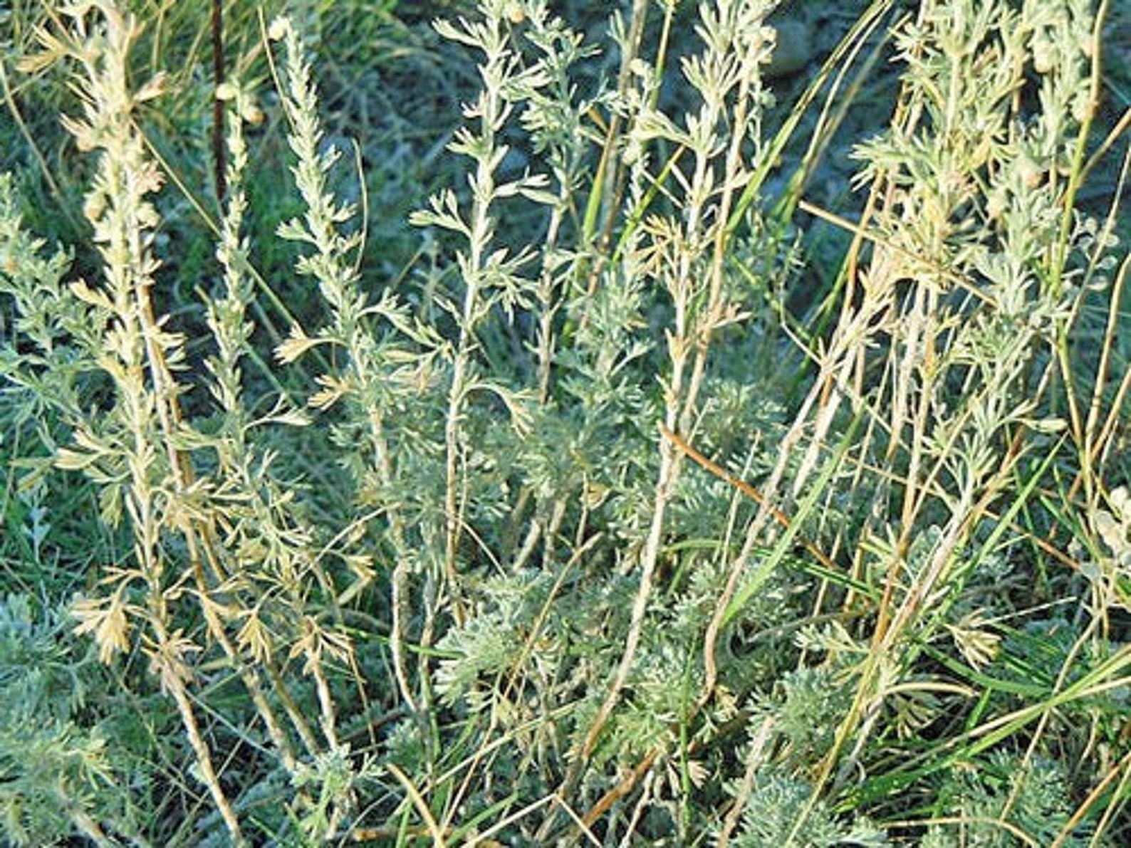 Artemisia Frigida Fringed Sagewort Pasture or Prairie Sage | Etsy