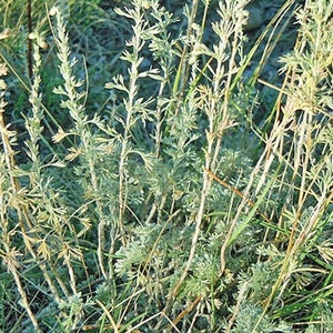 Artemisia Frigida | Fringed Sagewort | Pasture or Prairie Sage | 20 ...