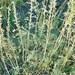 Artemisia Frigida Fringed Sagewort Pasture or Prairie Sage 20 Seeds - Etsy
