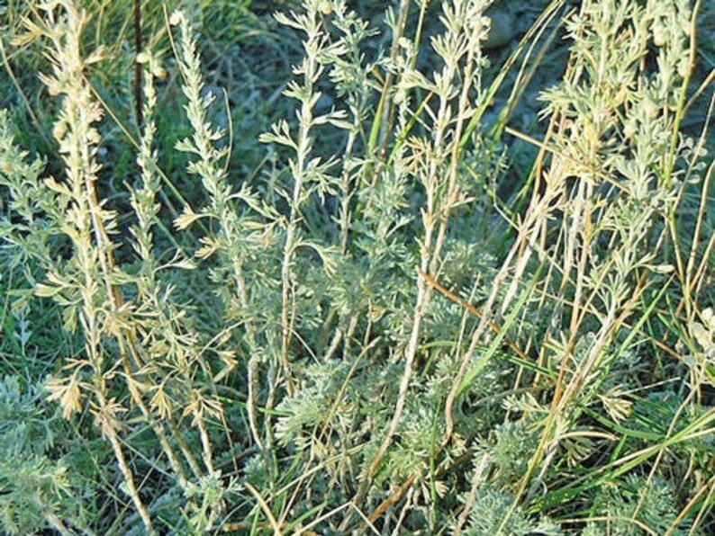 Artemisia Frigida Fringed Sagewort Pasture or Prairie Sage | Etsy