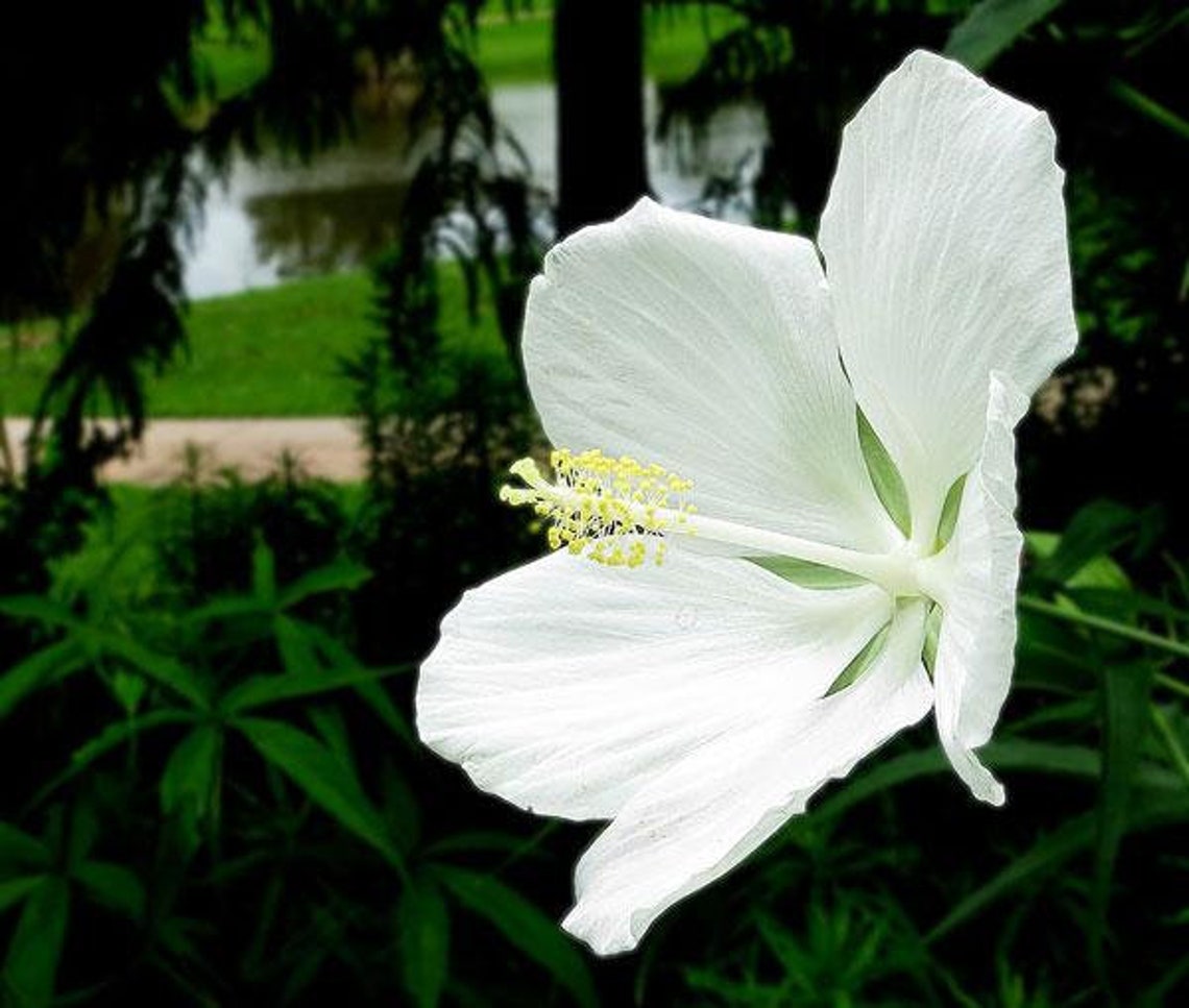 Hibiscus Coccineus Alba White Texas Star 5 Seeds - Etsy