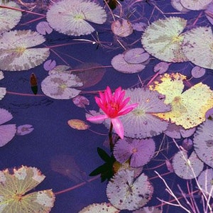 Nymphaea Rubra | Red Cup | Red Flare | 10 Seeds - Etsy