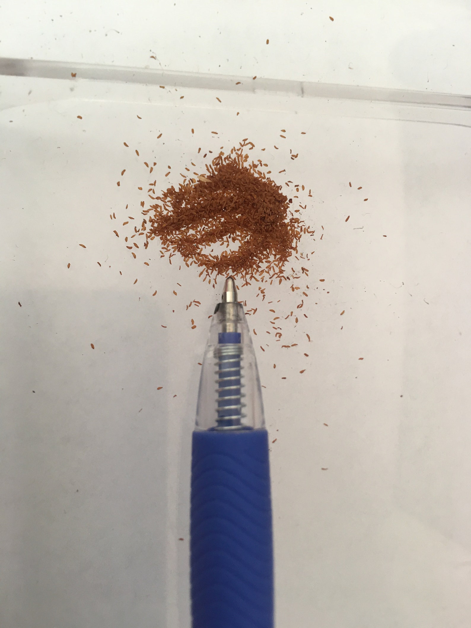 Rhododendron Ferrugineum Dwarf Alpenrose Snow-rose 20 Seeds - Etsy